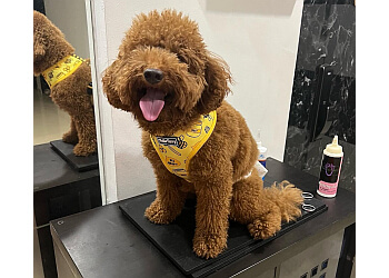 DC Dog Grooming in Choa Chu Kang - ThreeBestRated.sg
